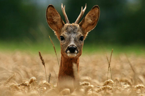 Tutoriel : maquillage de biche - Blog Jour de Fête